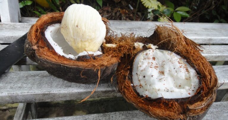 COCO – COQUEIRO – Mombora